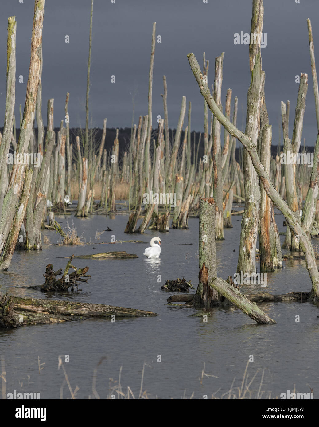 Swan swimming on a water between dead trees. Penne River, Germany Stock ...