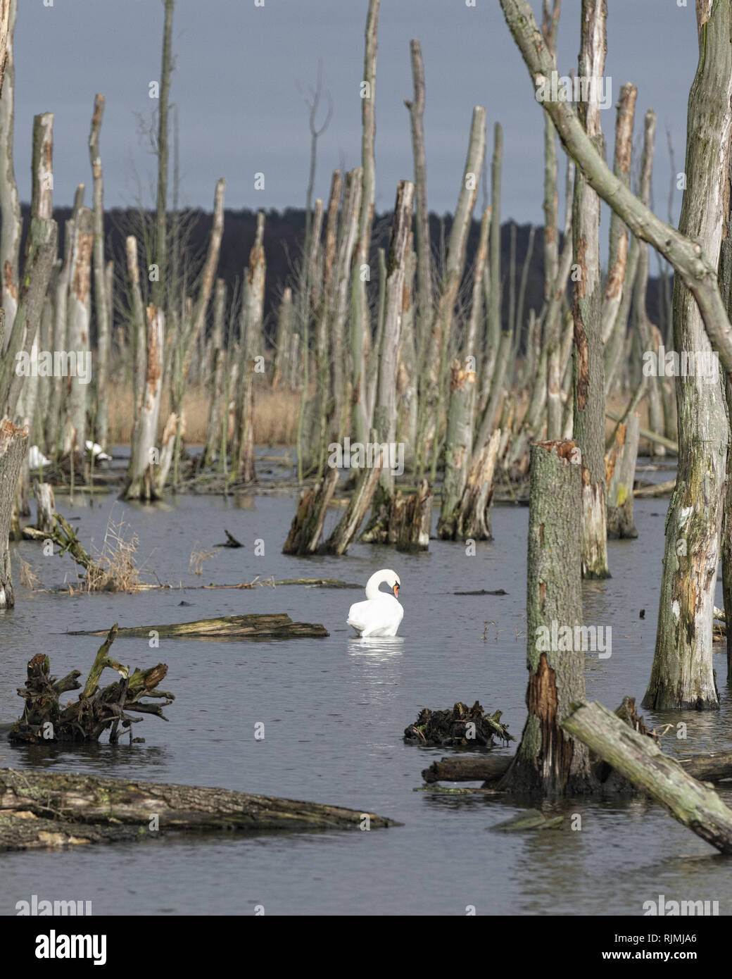 Swan swimming on a water between dead trees. Penne River, Germany Stock ...