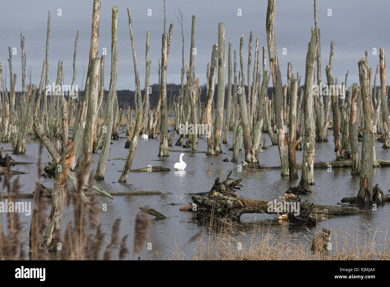 Swan swimming on a water between dead trees. Penne River, Germany Stock ...
