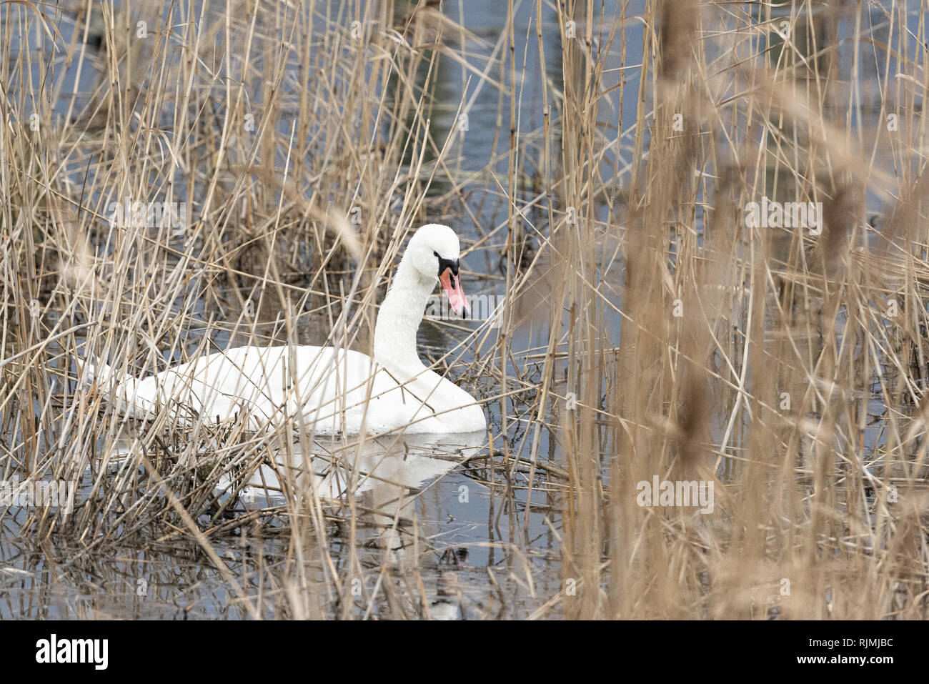 Swan swimming on a water between dead trees. Penne River, Germany Stock ...