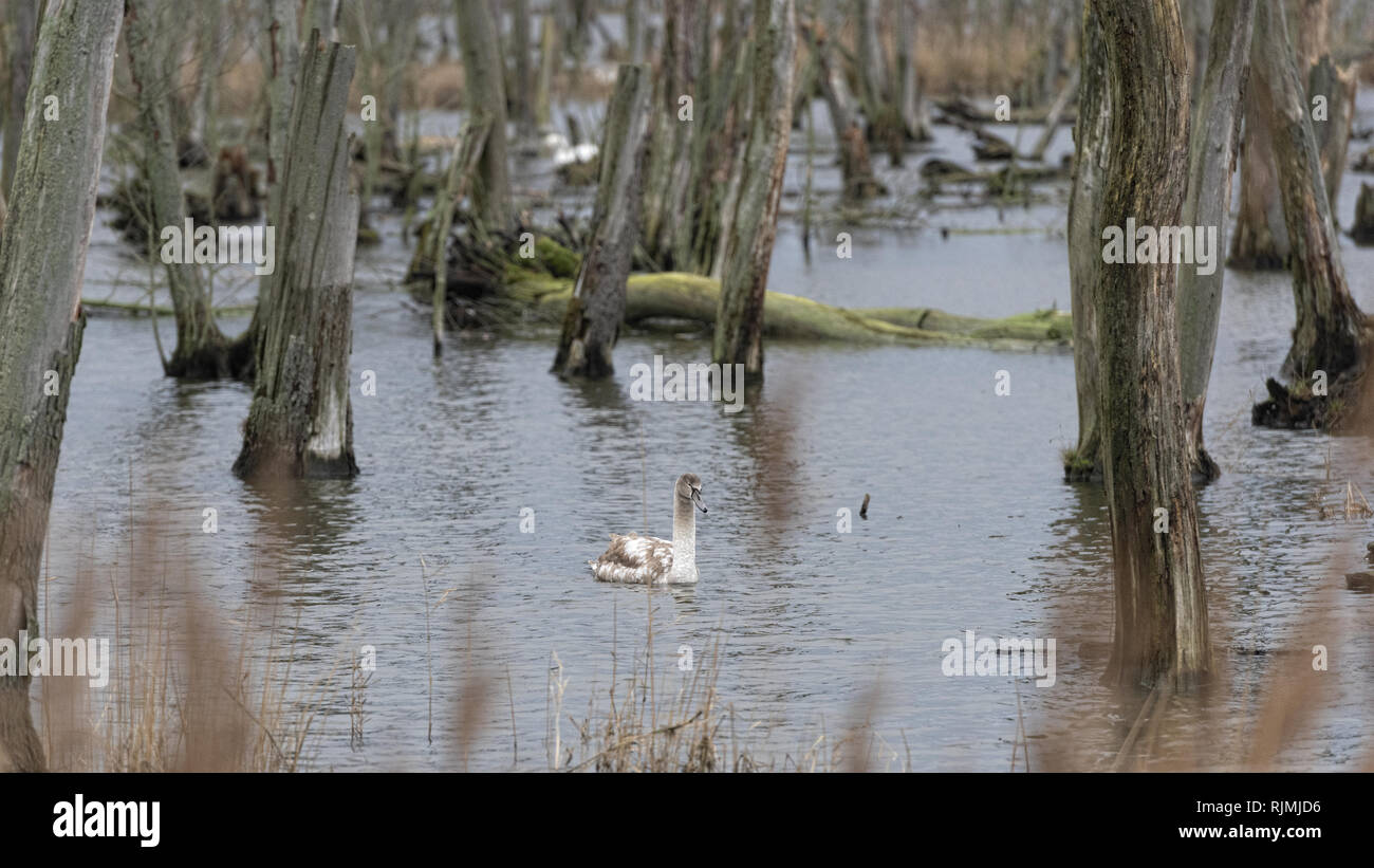 Swan swimming on a water between dead trees. Penne River, Germany Stock ...