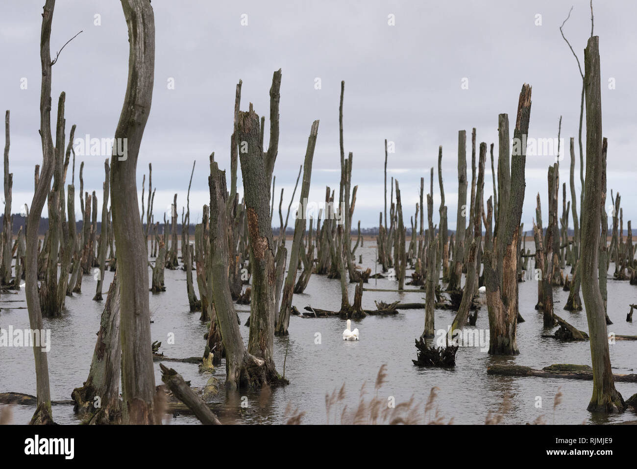 Swan swimming on a water between dead trees. Penne River, Germany Stock ...