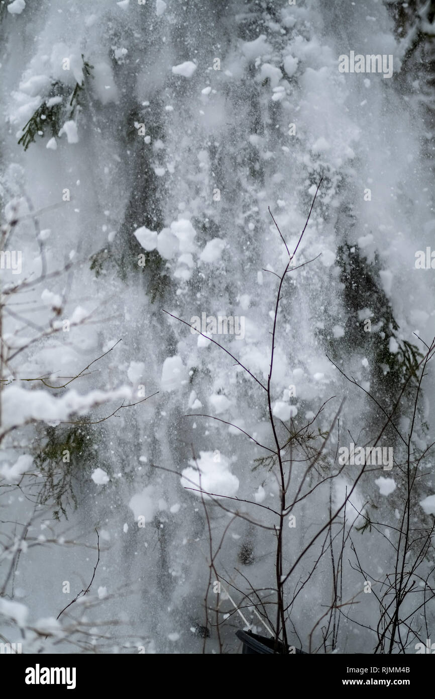 snow falling from trees in winter overcast day in forest Stock Photo ...