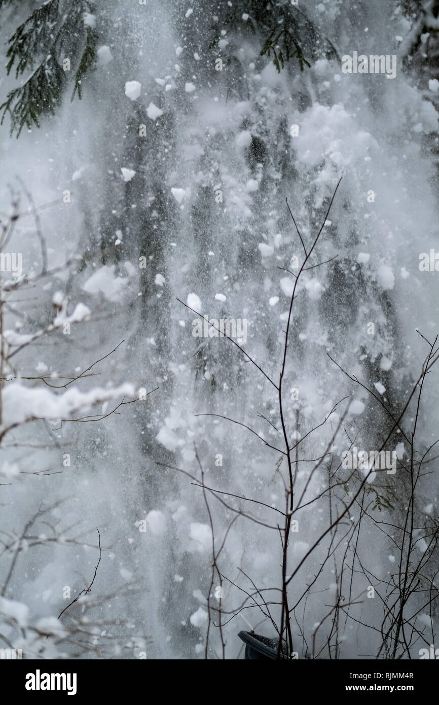 snow falling from trees in winter overcast day in forest Stock Photo ...