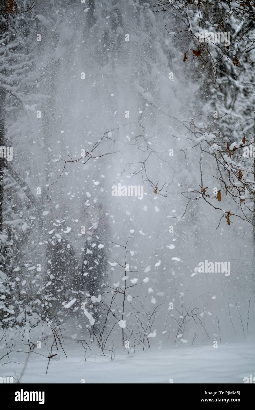 snow falling from trees in winter overcast day in forest Stock Photo ...