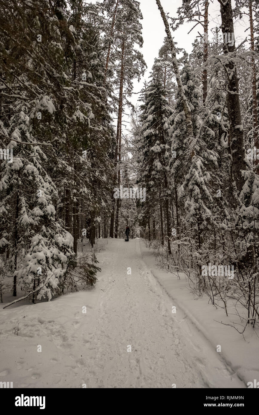 deep snow covered road in winter with tire tracks Stock Photo - Alamy