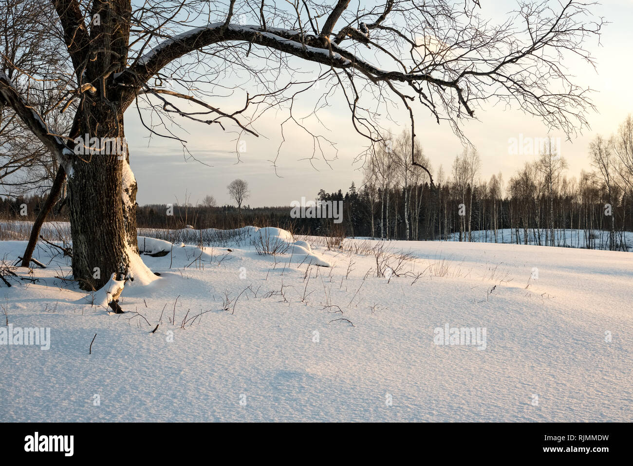 snow covered trees in winter forest. overcast day with loads of snow ...