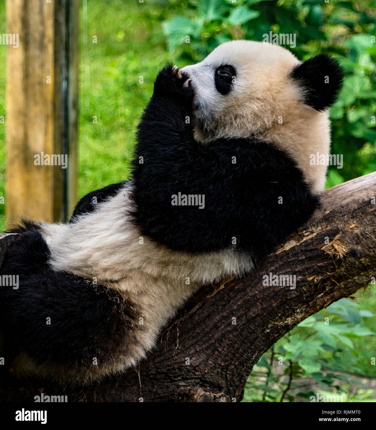 Giant panda eye hi-res stock photography and images - Alamy