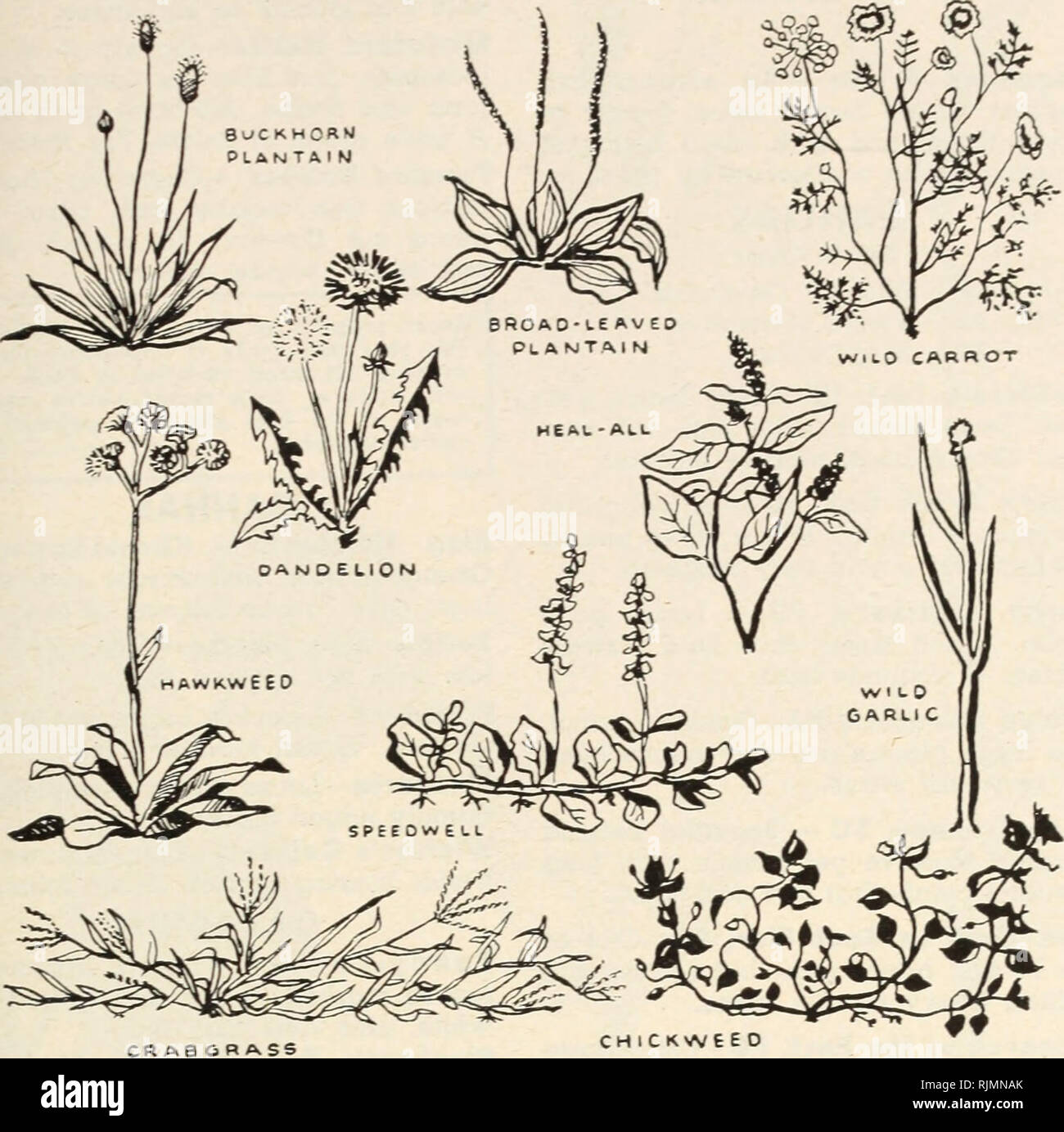 Garden Weeds Drawing