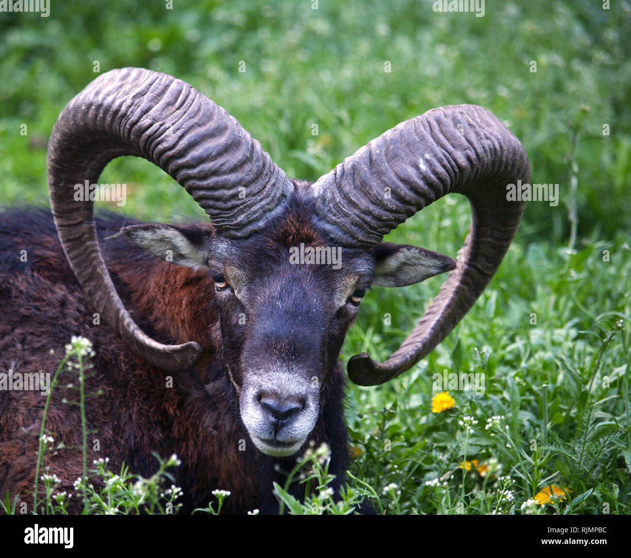 Wild mouflon hi-res stock photography and images - Alamy