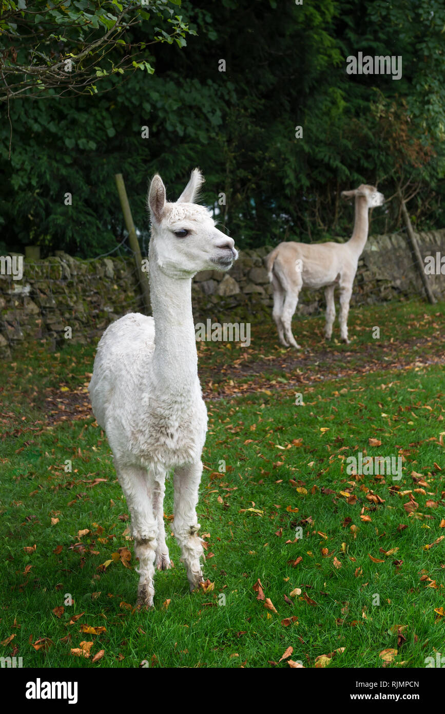 English llama hi-res stock photography and images - Alamy