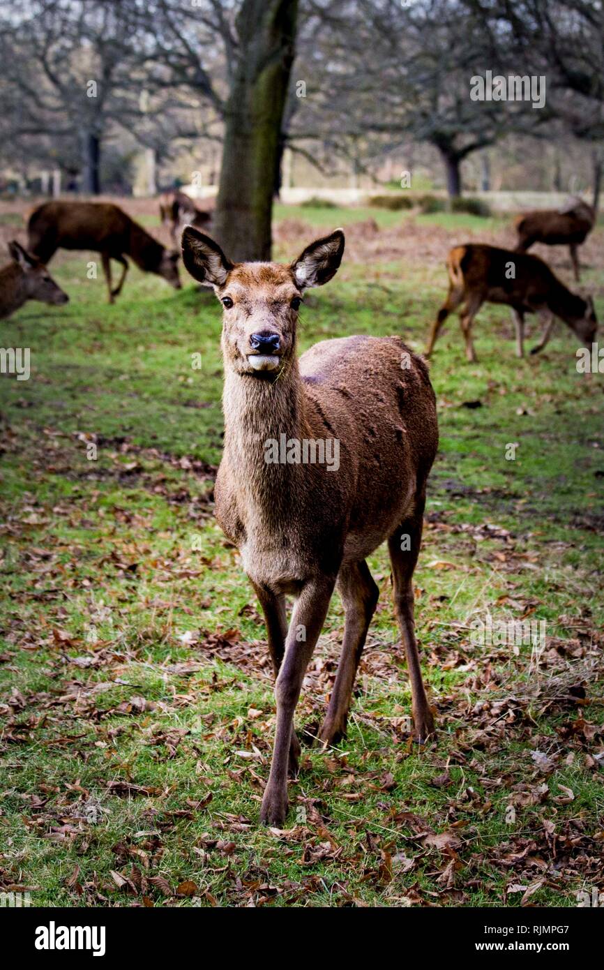 Beautiful Lone Foe Red Deer Looking, Bushy Park, UK Stock Photo - Alamy
