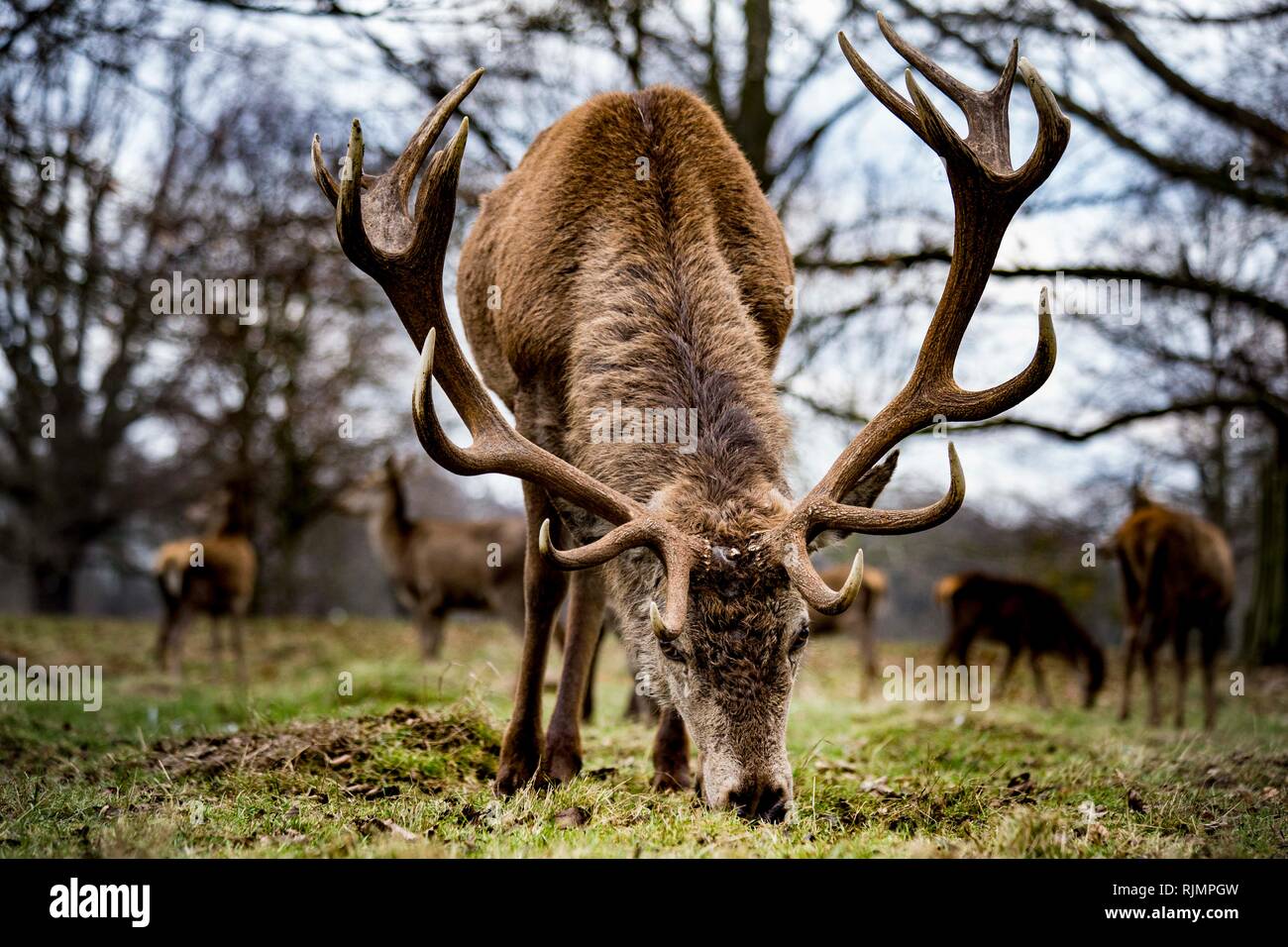 Large Alpha Male Stag Red Deer Grazing, Bushy Park, UK Stock Photo - Alamy