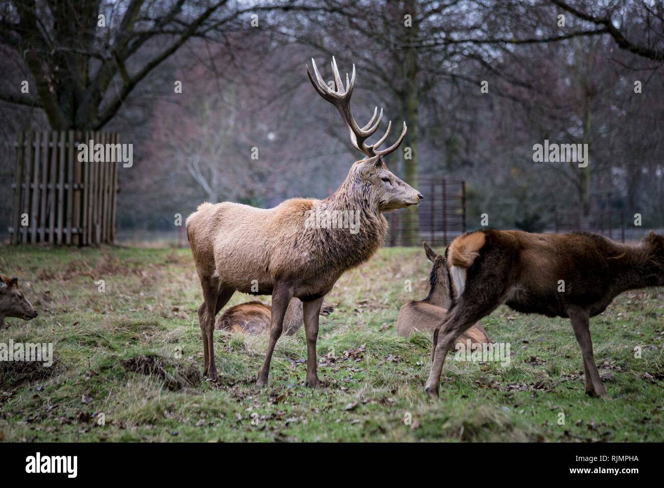 Alpha male has large hi-res stock photography and images - Alamy