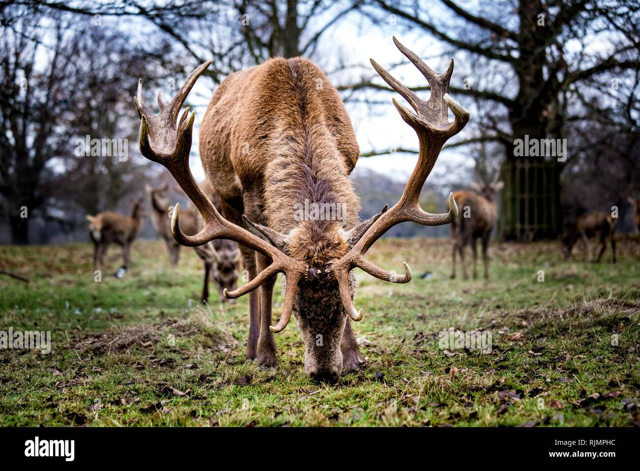 Large Alpha Male Stag Red Deer Grazing, Bushy Park, UK Stock Photo - Alamy