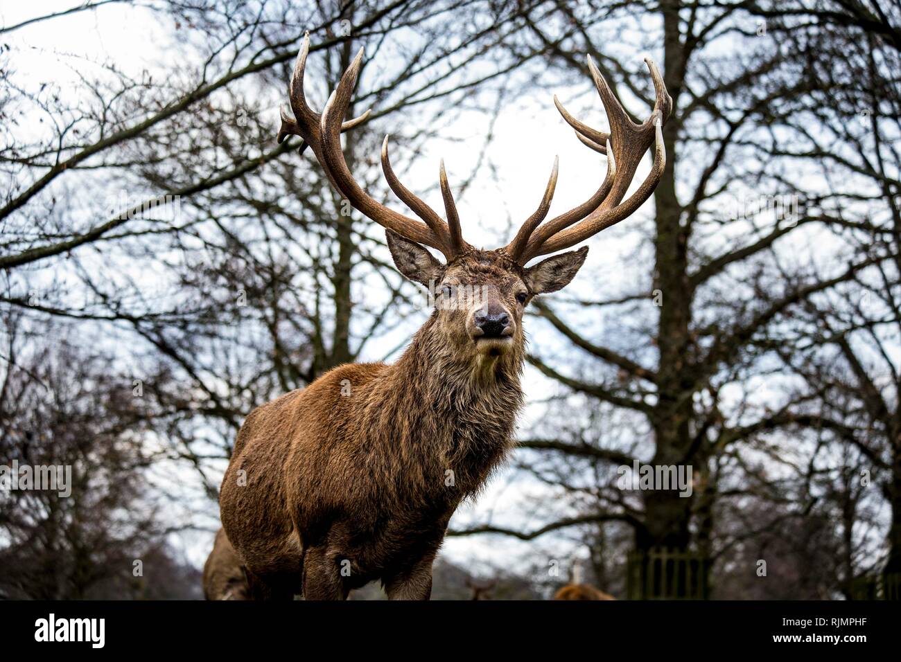 Large Alpha Male Stag Red Deer, Bushy Park, UK Stock Photo - Alamy