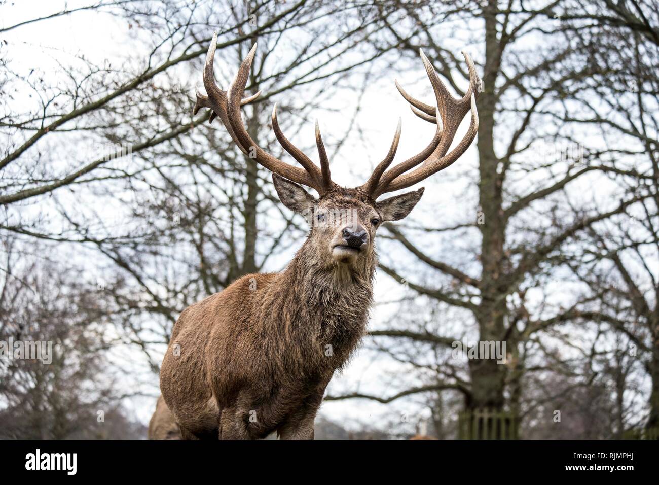Alpha male large horns hi-res stock photography and images - Alamy