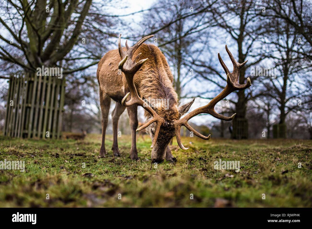 Alpha male large horns hi-res stock photography and images - Alamy