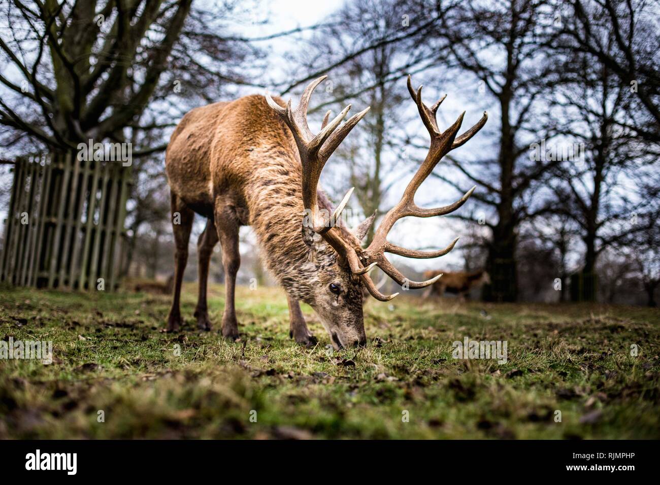 Large Alpha Male Stag Red Deer Grazing, Bushy Park, UK Stock Photo - Alamy