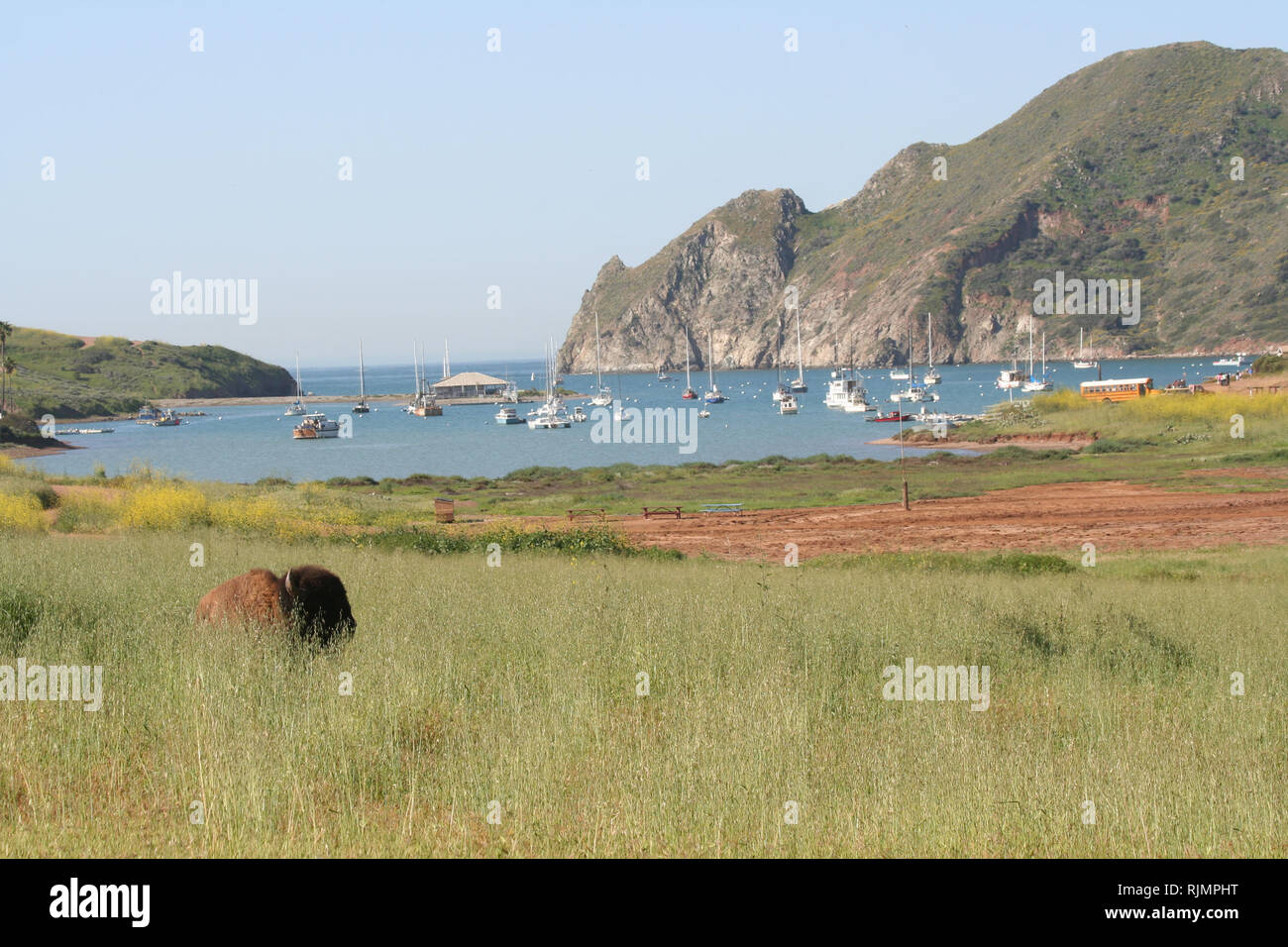 Catalina Bison (Bison bison) rests in tall grass overlooking anchored ...