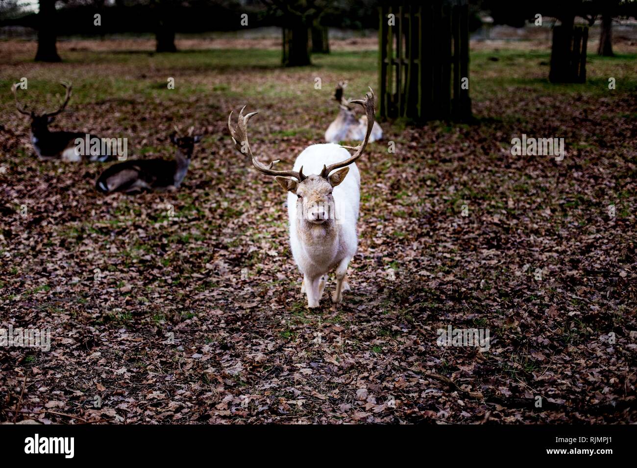 Lone Pure White Fallow Deer, Bushy Park, UK Stock Photo - Alamy