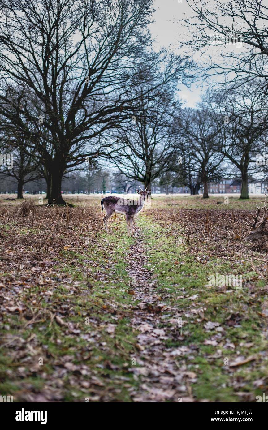 Deer Crossing Path, Bushy Park, UK Stock Photo - Alamy