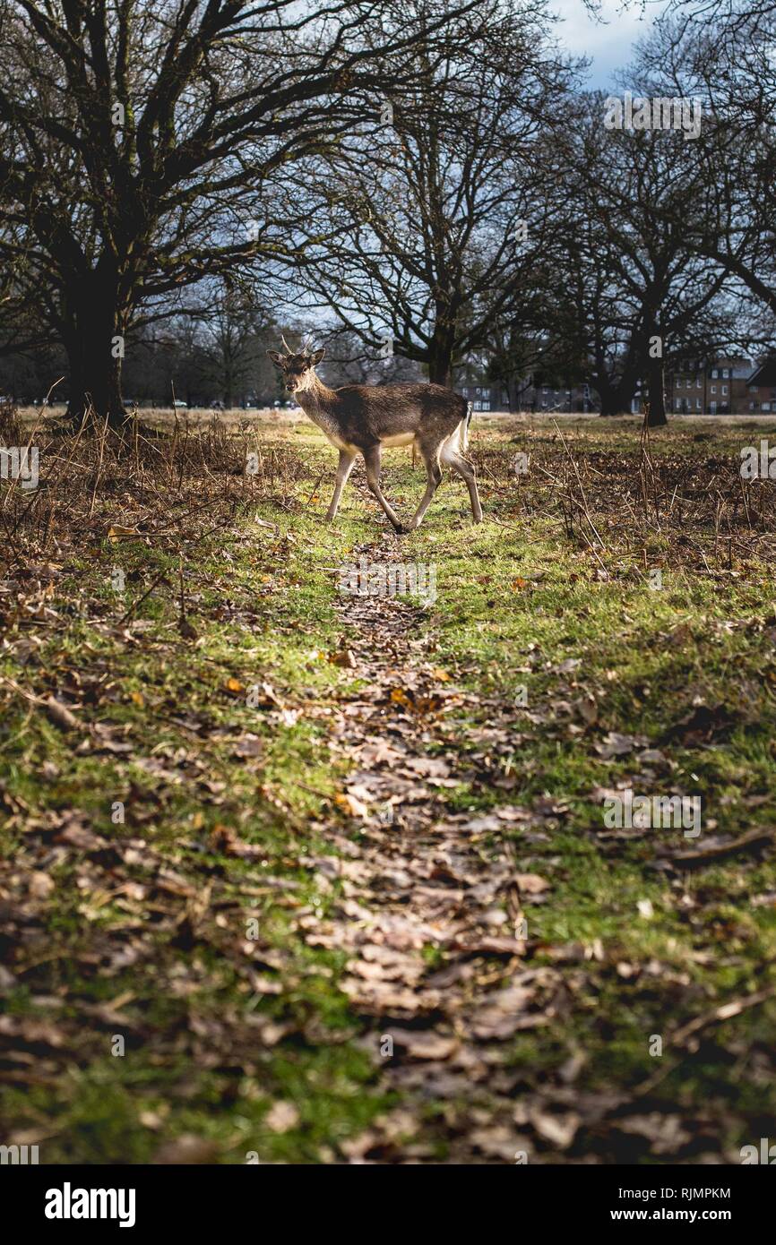 Deer Crossing Path, Bushy Park, UK Stock Photo - Alamy