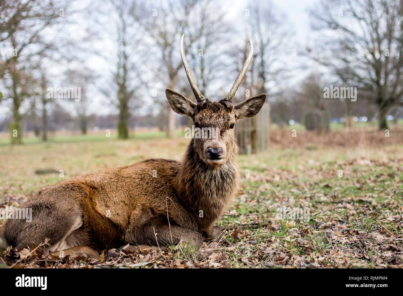 Red stag head uk hi-res stock photography and images - Alamy