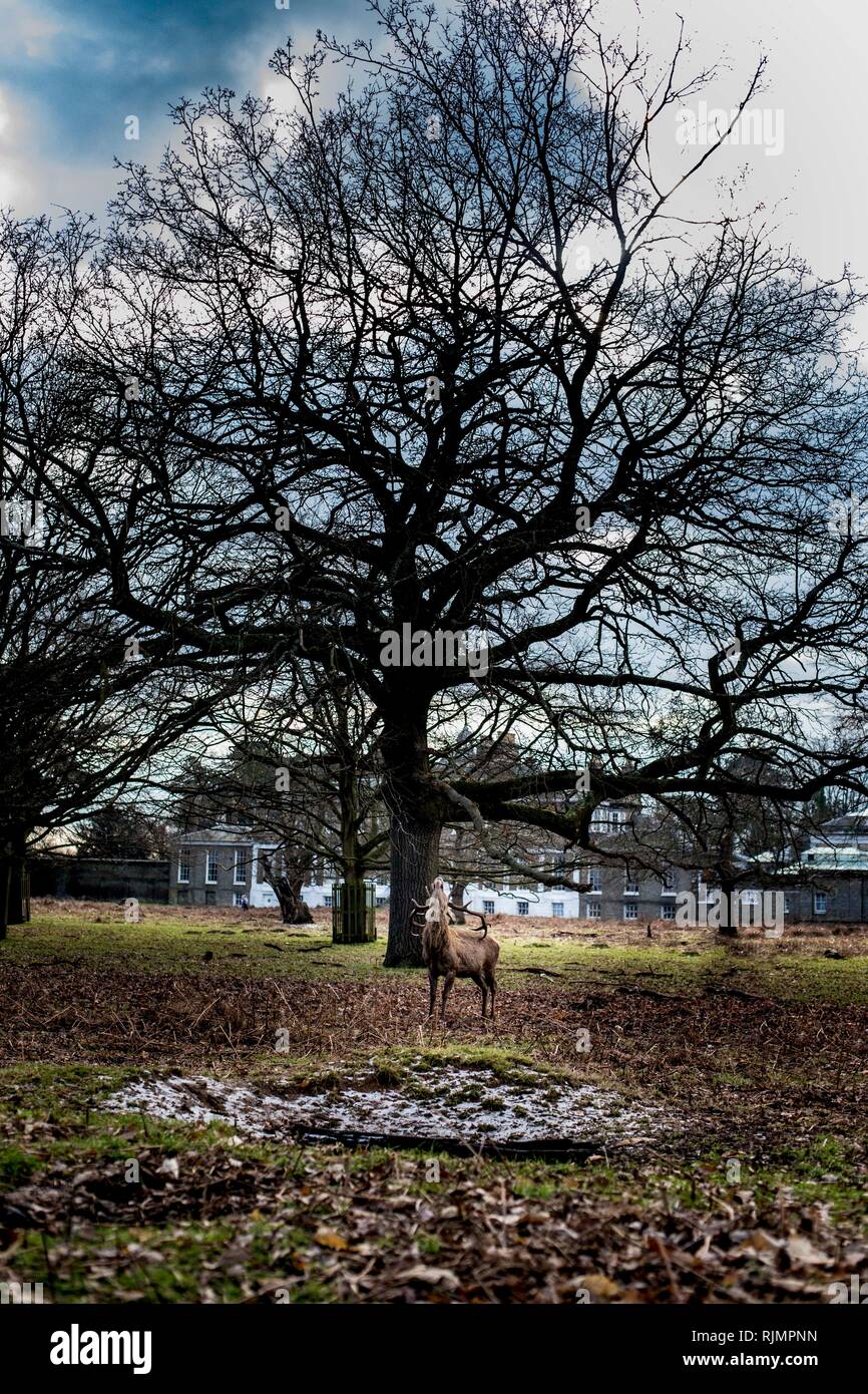 Stag head oak hi-res stock photography and images - Alamy