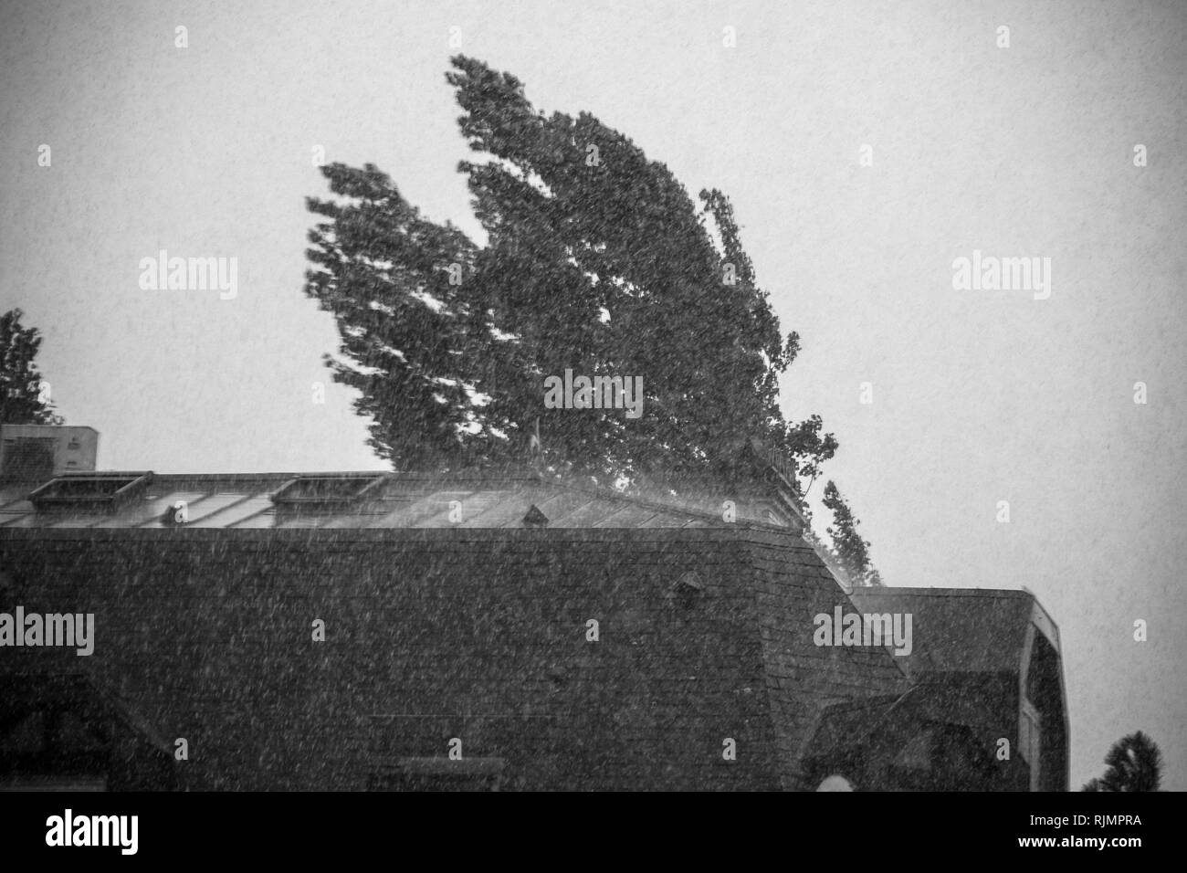 Stormy rainy weather in city with powerful rain and tree curbed from ...