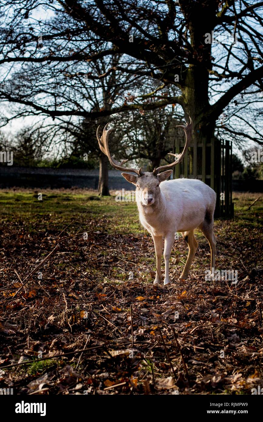 White Fallow Deer Uk