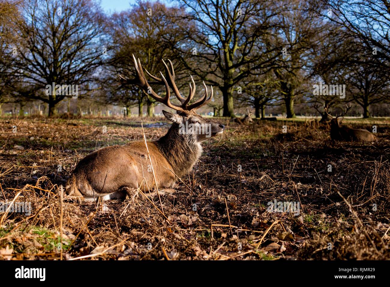 Large Alpha Male Stag Red Deer Sunbathing, Bushy Park, UK Stock Photo ...