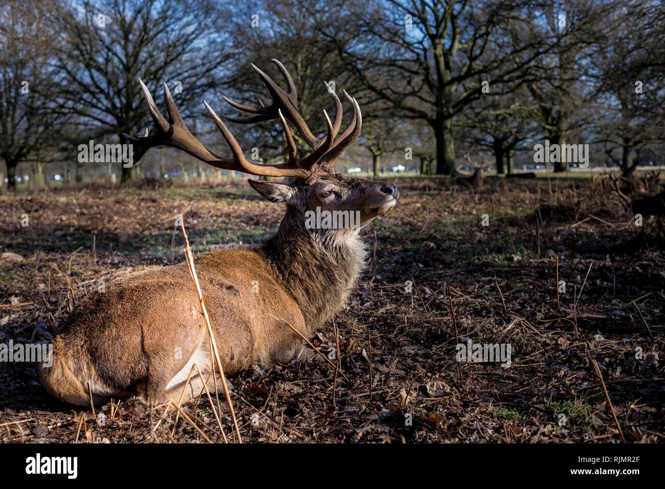 Large Alpha Male Stag Red Deer Sunbathing, Bushy Park, UK Stock Photo ...