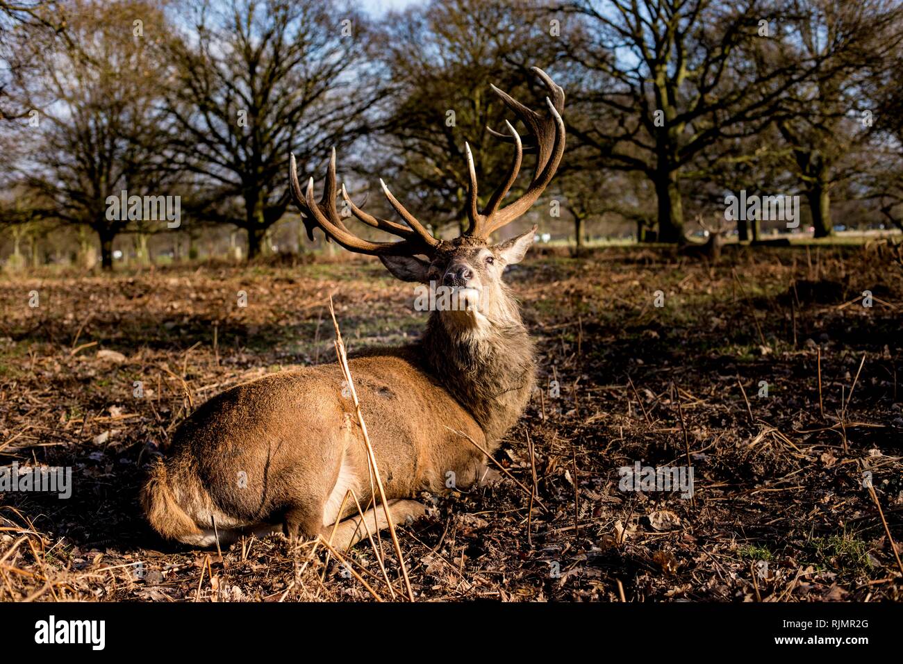 Large Alpha Male Stag Red Deer Sunbathing, Bushy Park, UK Stock Photo ...