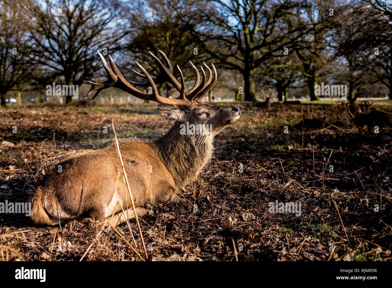 Large Alpha Male Stag Red Deer Sunbathing, Bushy Park, UK Stock Photo ...
