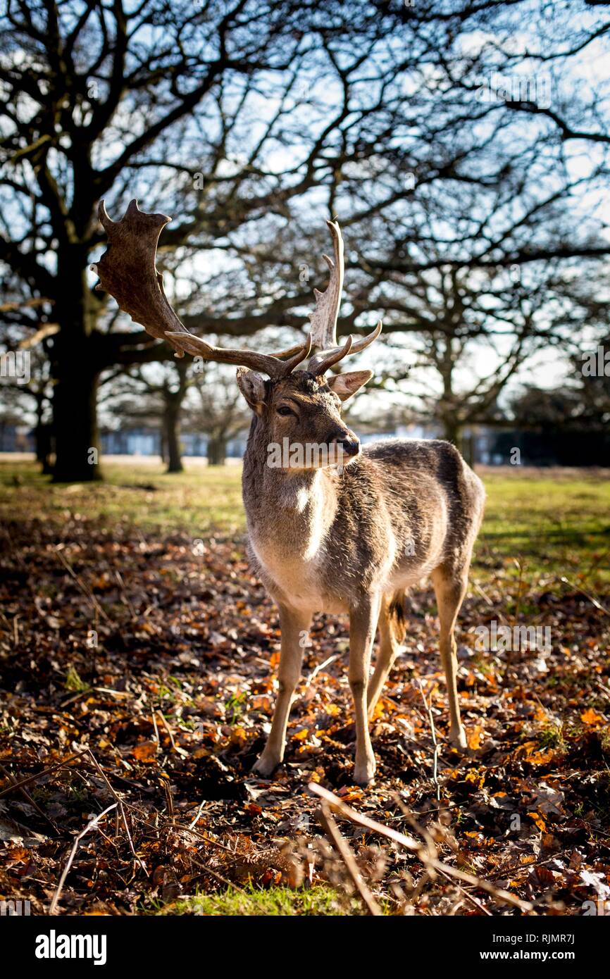 Close-up of Playful Male Fallow Red Deer, Bushy Park, UK Stock Photo ...