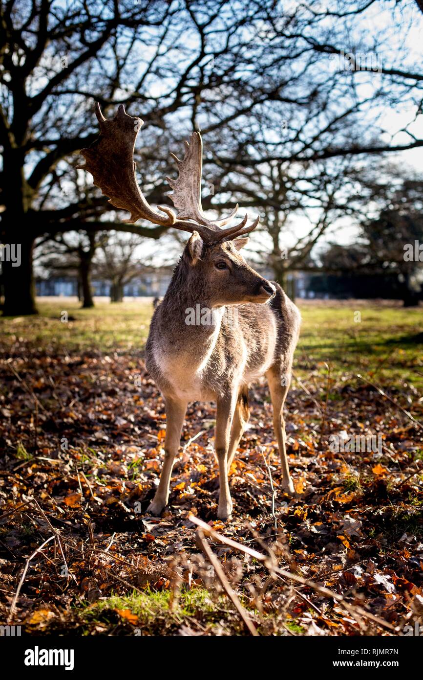 Close-up of Playful Male Fallow Red Deer, Bushy Park, UK Stock Photo ...