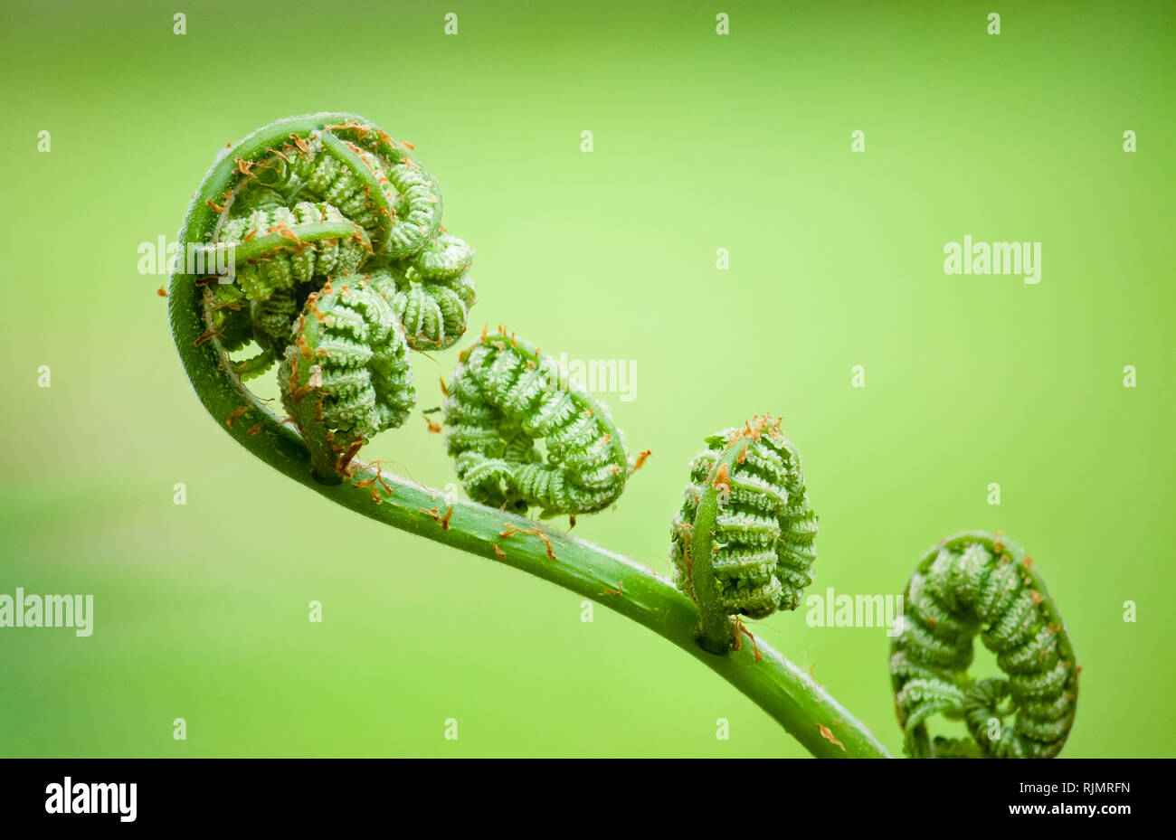 Young new fern coiled fiddleheads uncoil and expand into fronds that ...