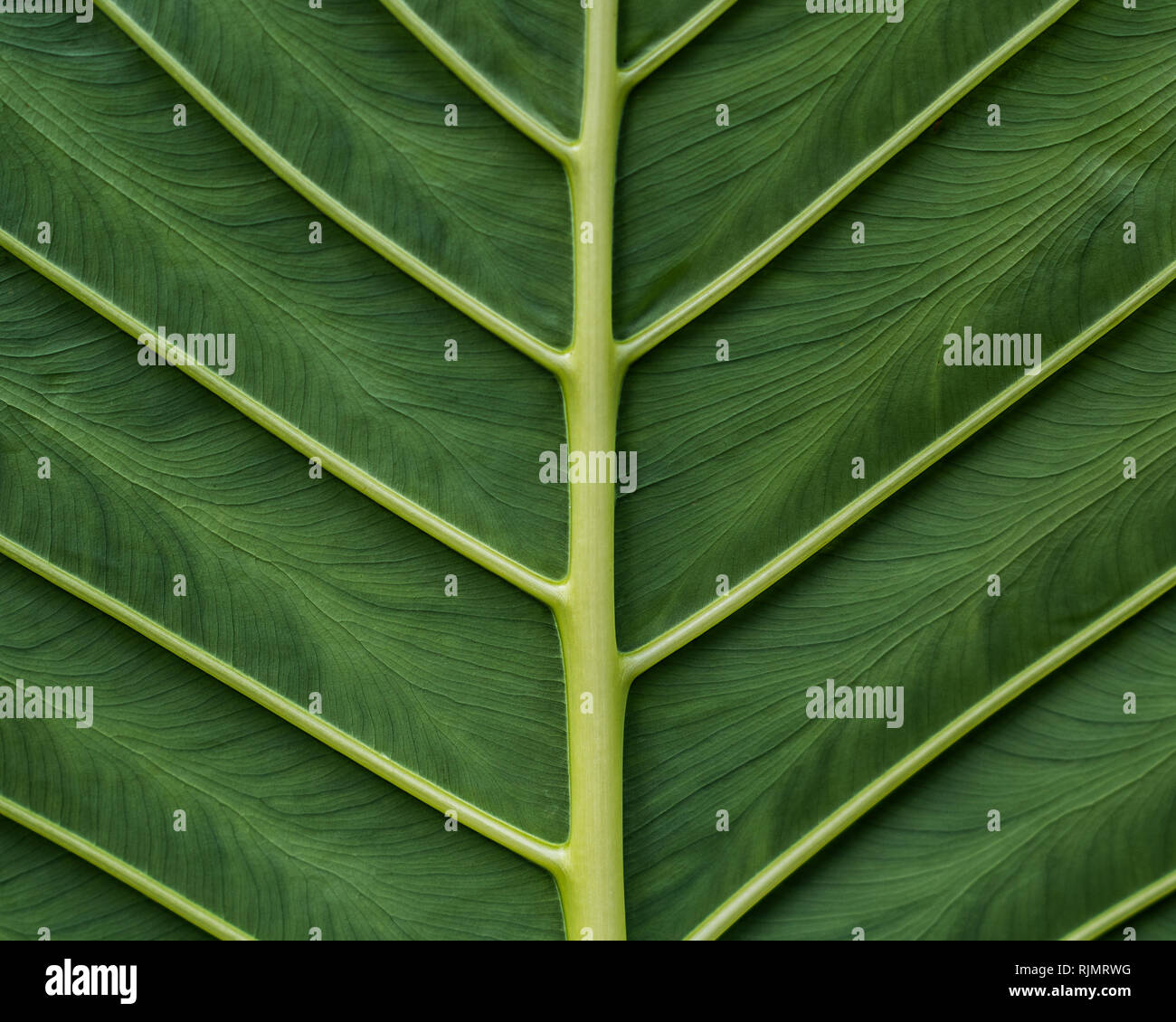 Structural pattern hi-res stock photography and images - Alamy