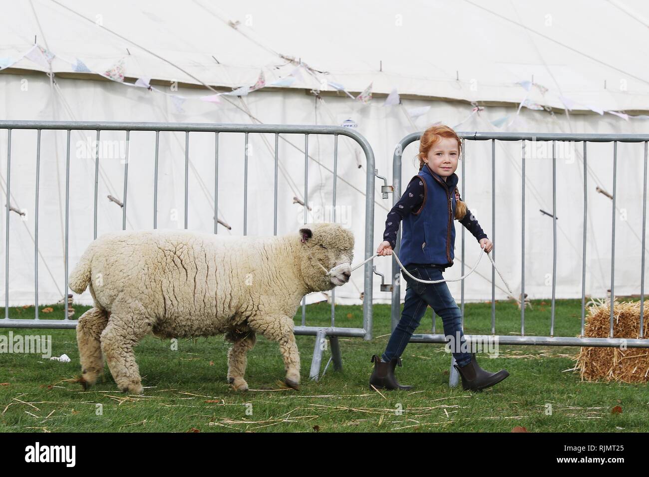 Tilly James with her lamb Bert, at the Malvern Autumn Show 2018 ...