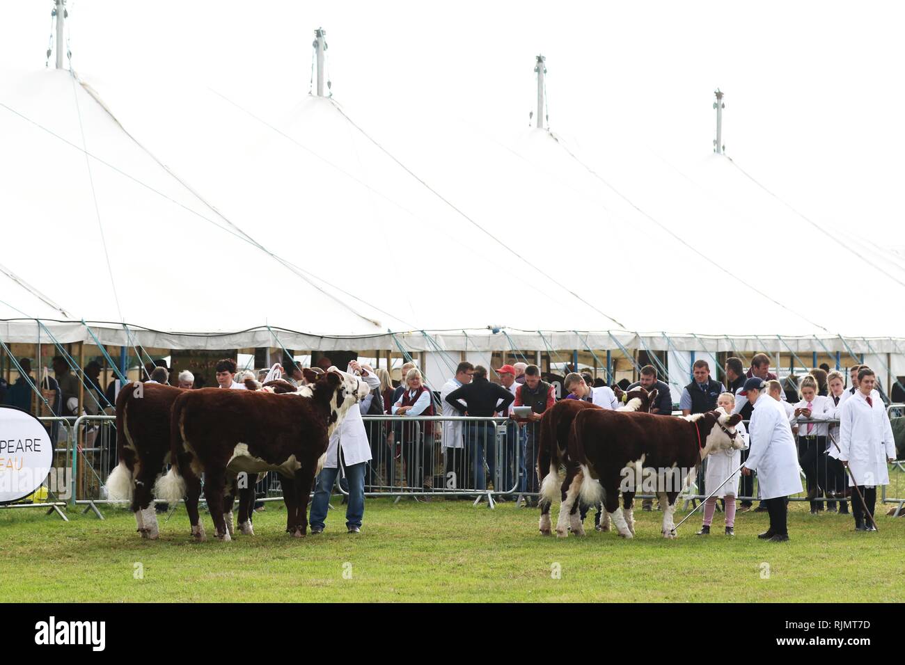 Cattle show ring Stock Photo - Alamy