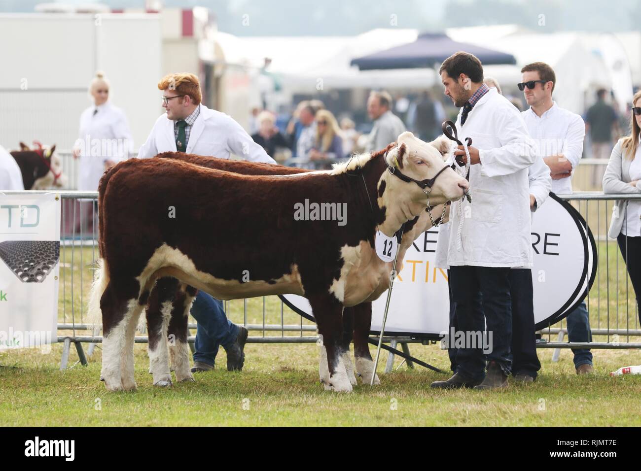 Cattle marquee hi-res stock photography and images - Alamy