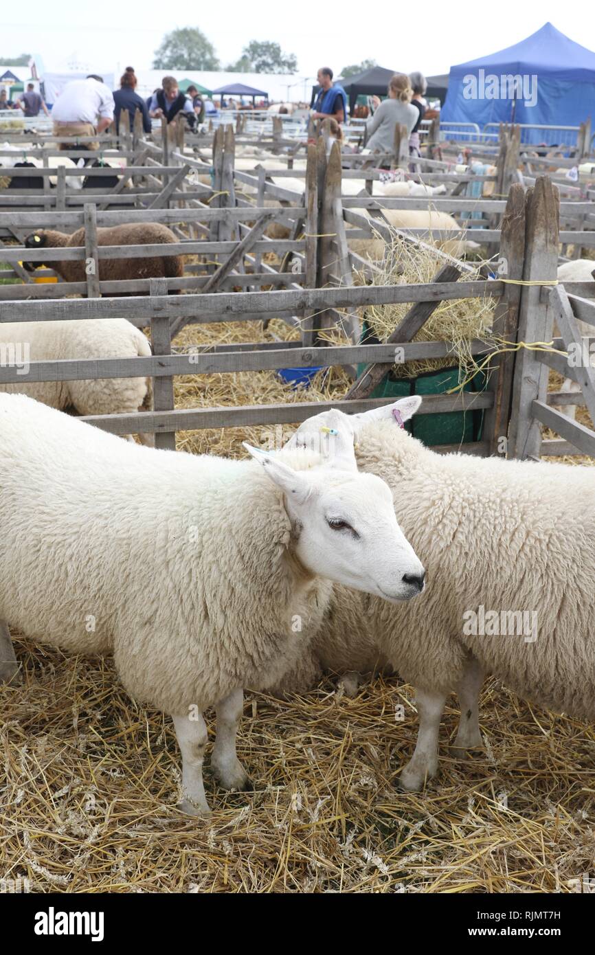 Sheep in pens Stock Photo - Alamy