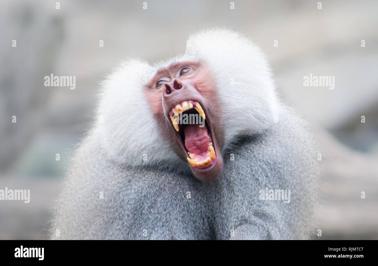 Baboon Aggressive Male Stock Photos & Baboon Aggressive Male Stock ...