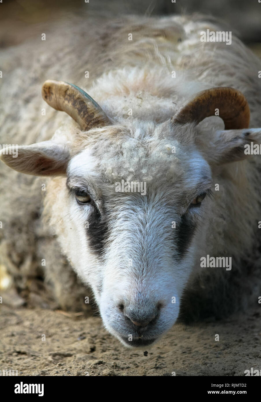 Goat staring at camera hi-res stock photography and images - Alamy