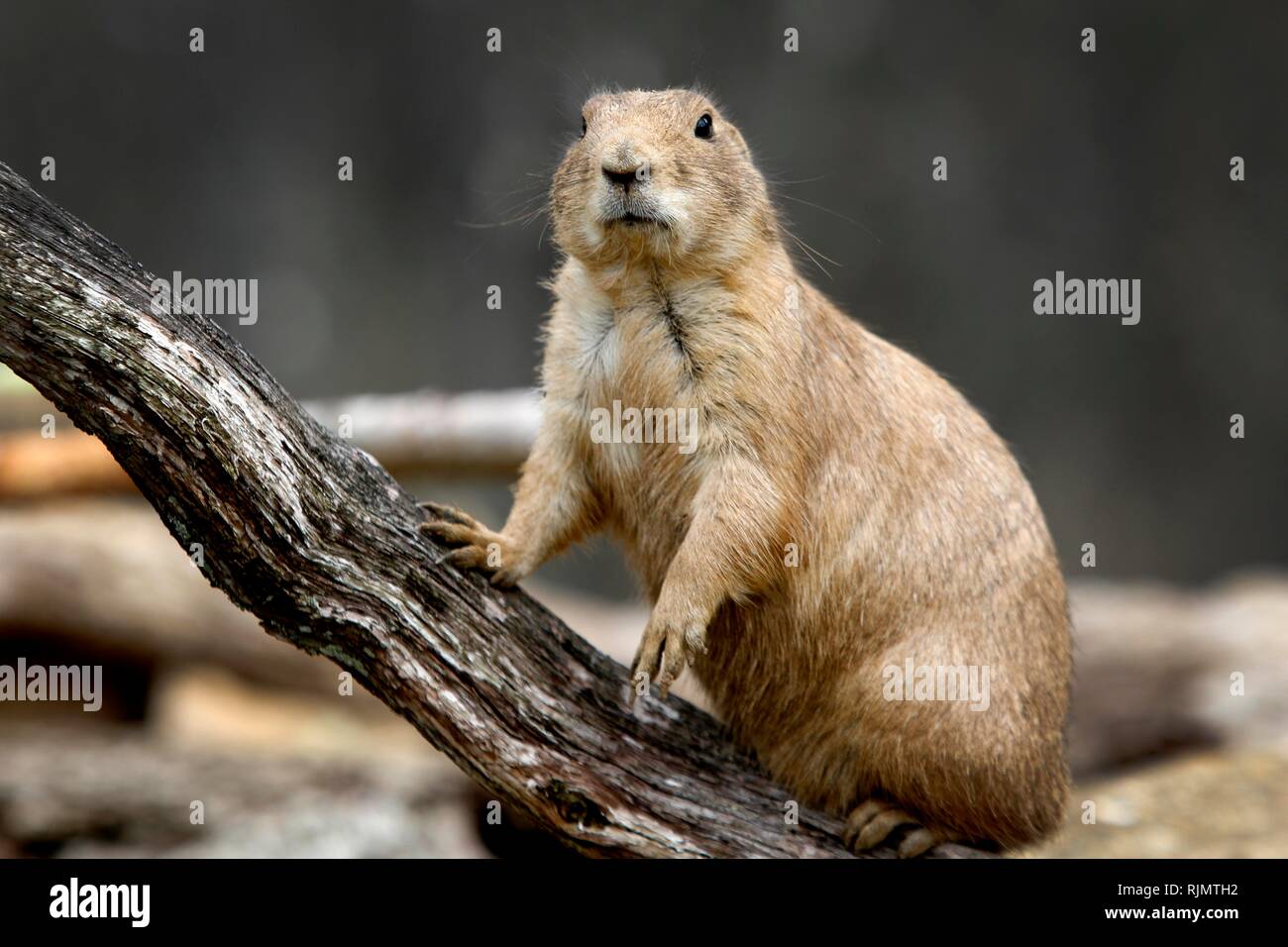 Black tailed prairie dogs in their enclosure in the walled garden of ...