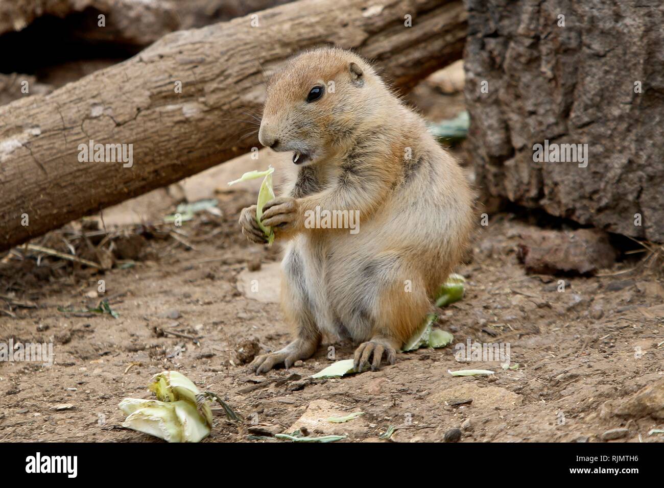 Black tailed prairie dogs in their enclosure in the walled garden of ...