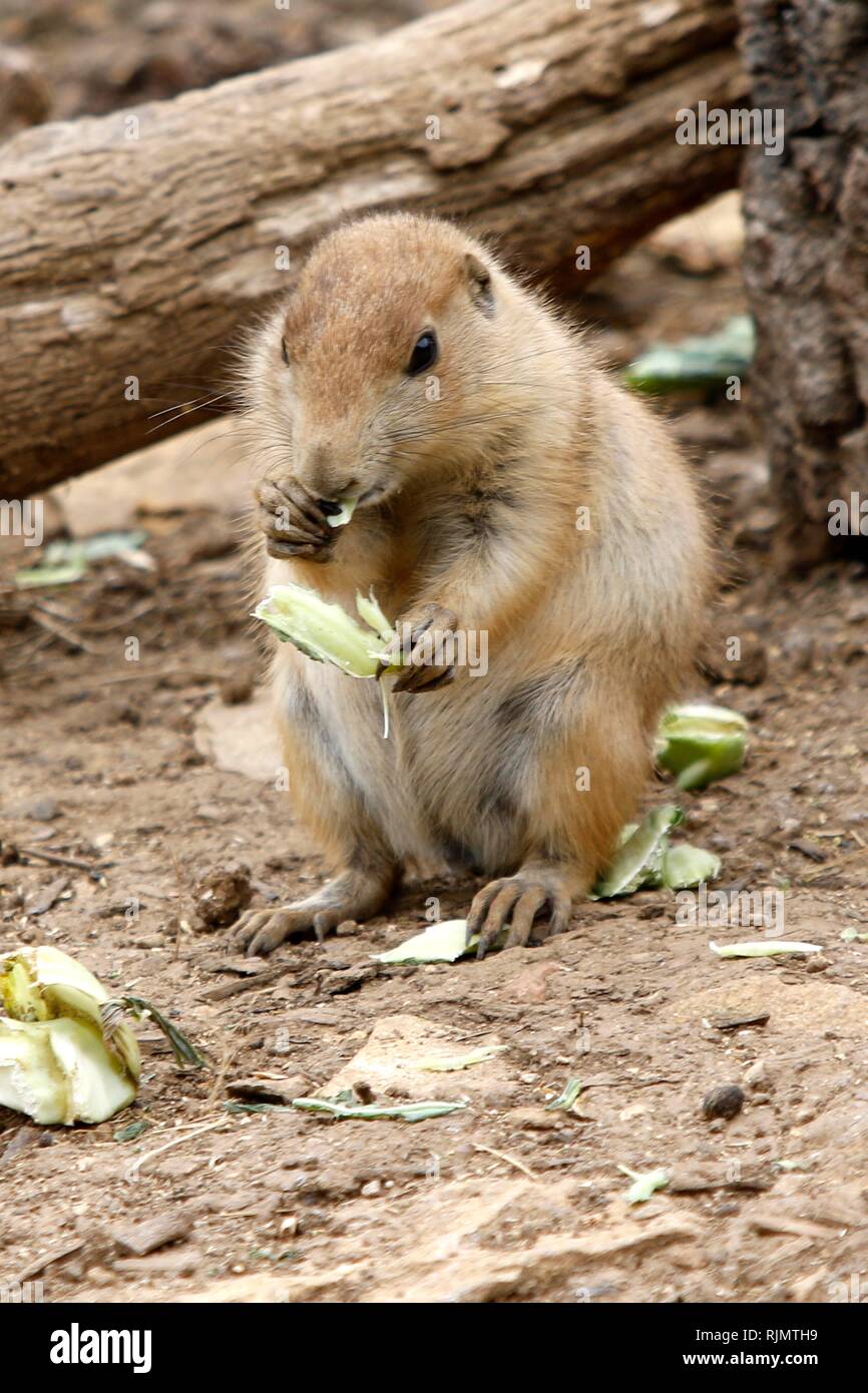 Black tailed prairie dogs in their enclosure in the walled garden of ...