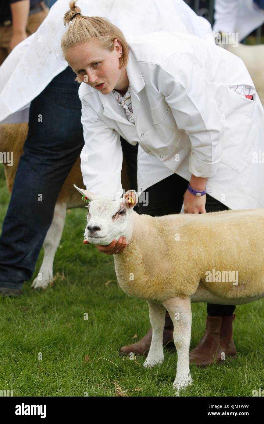 Sheep judging at The Royal Three Counties Show at the Three Counties ...