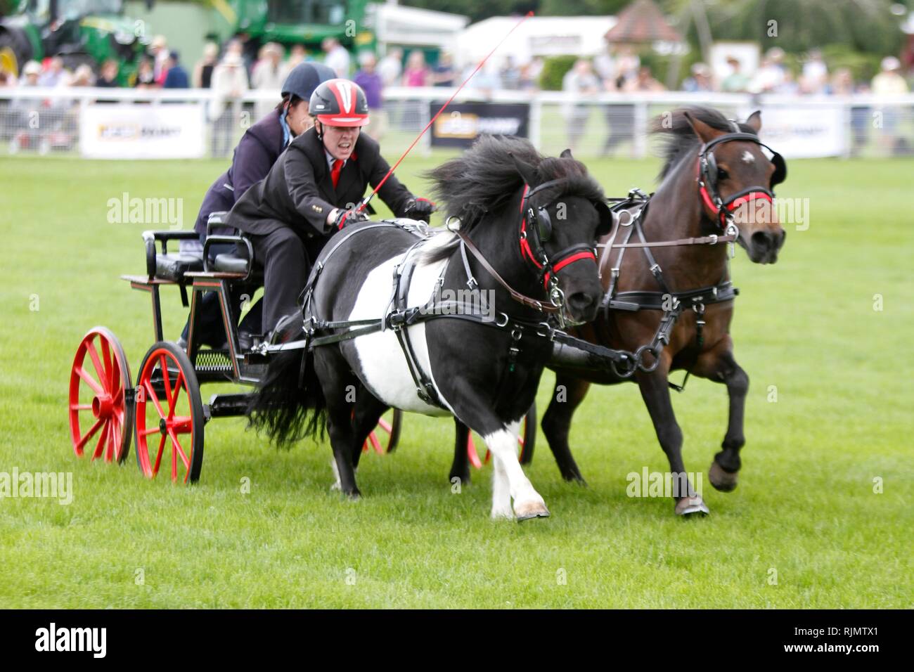Fast and agile ponies and drivers competing in the Double Harness ...